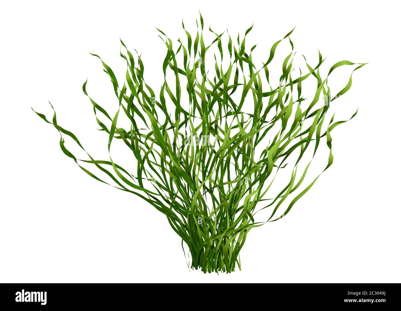 Aglae caerulea -Fotos und -Bildmaterial in hoher Auflösung – Alamy