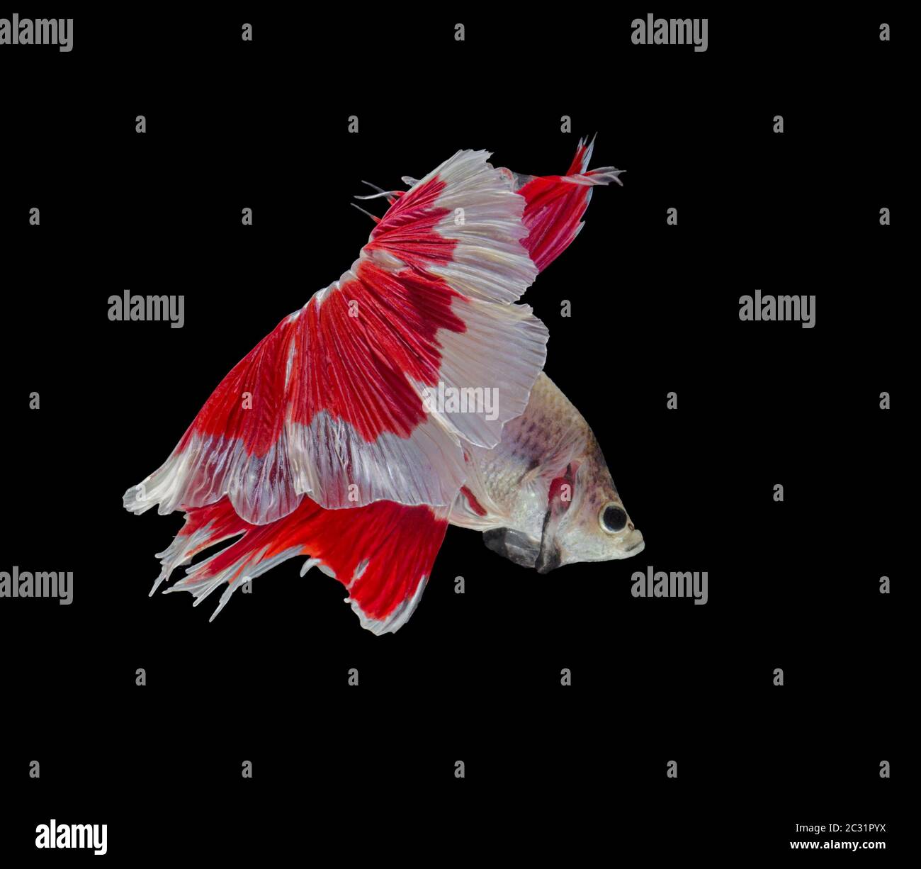 Siamesische Kampffische Kampf Rotfische, Betta splendens, Betta Fisch ...