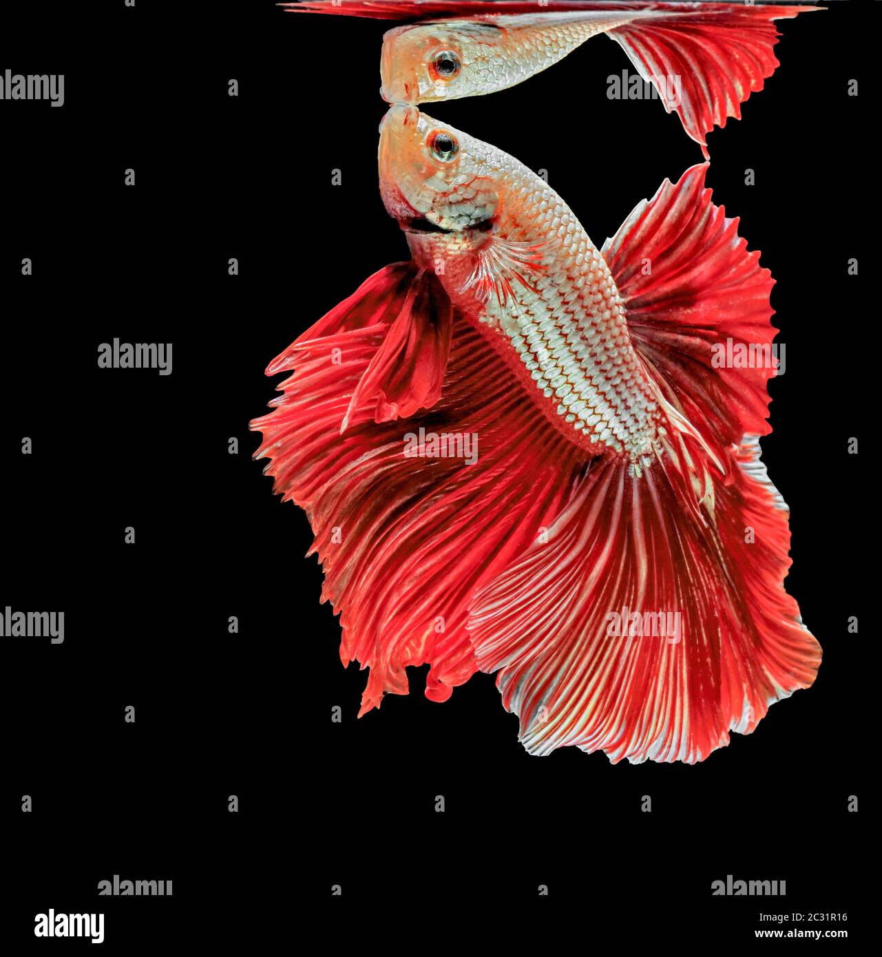 Siamesische Kampffische, rote Fische, schwarzer Hintergrund Betta splendens, Betta Fish ...