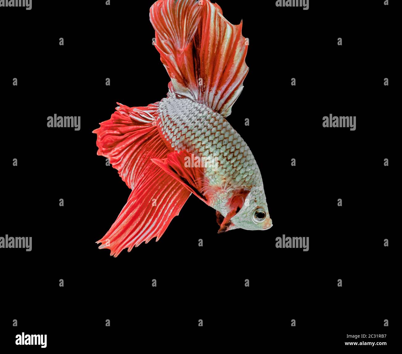 Siamesische Kampffische, rote Fische, schwarzer Hintergrund Betta splendens, Betta Fish ...