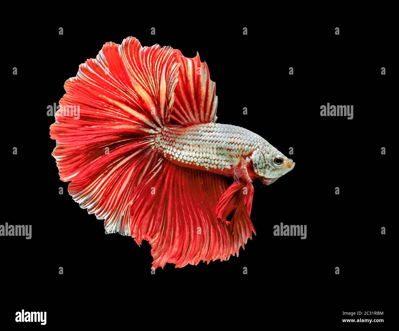Siamesische Kampffische, rote Fische, schwarzer Hintergrund Betta splendens, Betta Fish ...