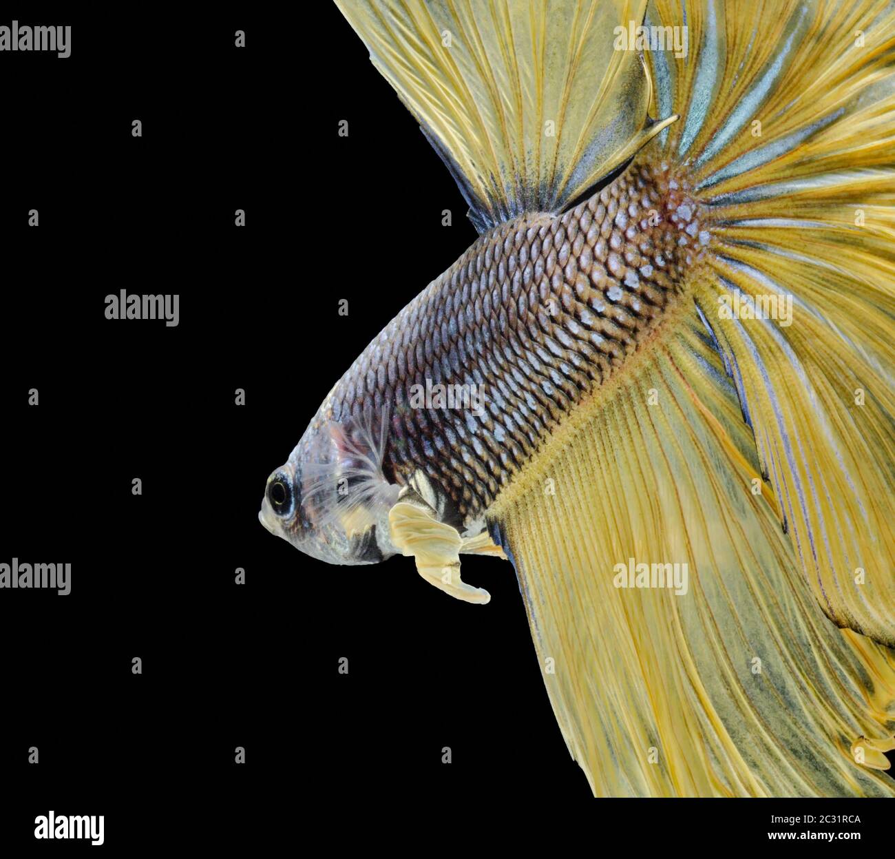 Siamesische Kampffische kämpfen gegen gelbe Fische, Betta splendens, Betta Fisch, Halbmond Betta ...