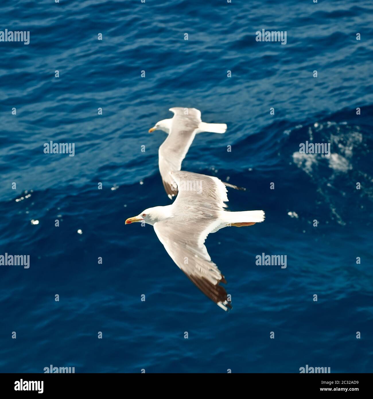 Fliege frei gestellt -Fotos und -Bildmaterial in hoher Auflösung – Alamy