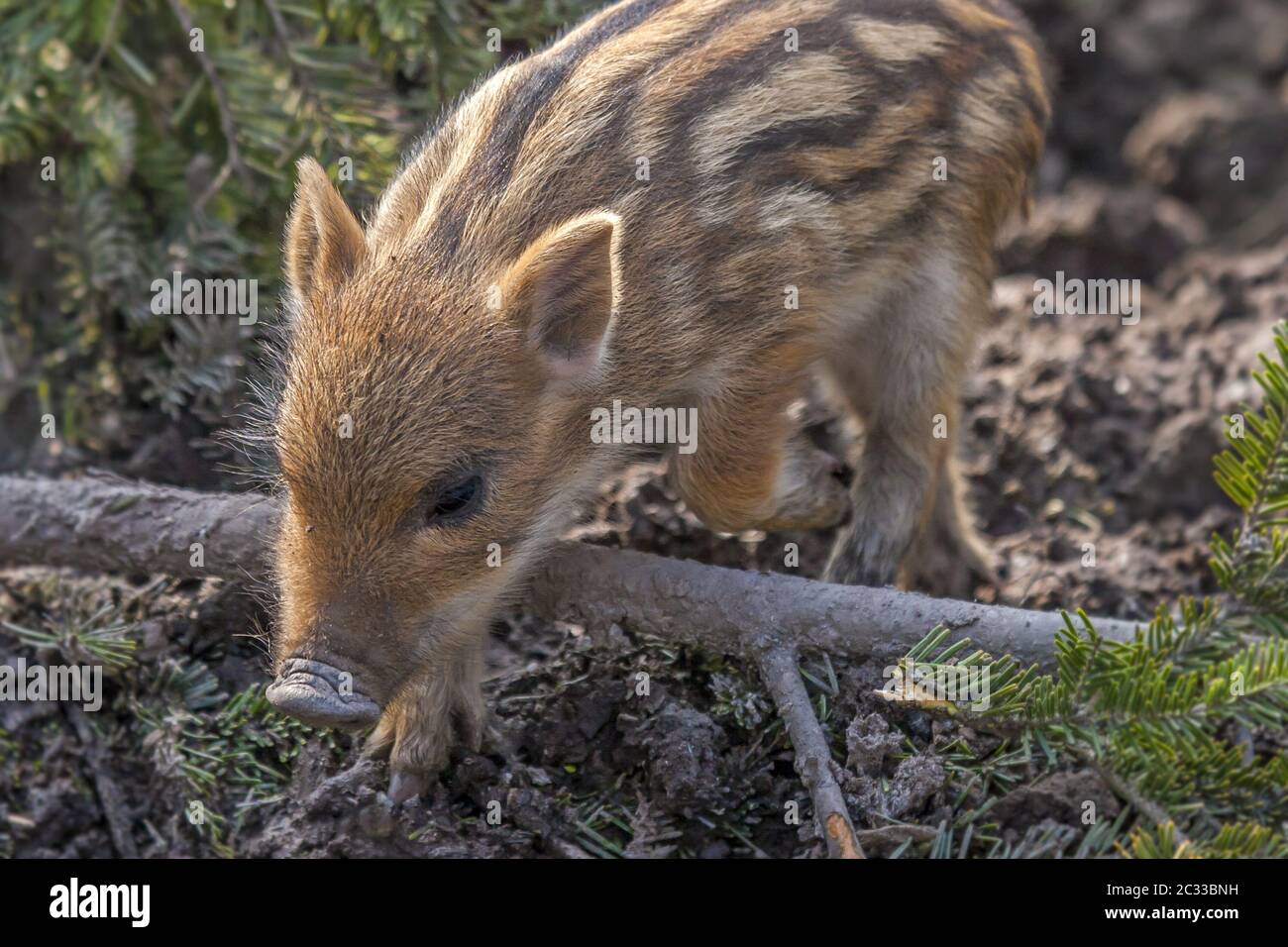 Wildschwein ferkel -Fotos und -Bildmaterial in hoher Auflösung – Alamy