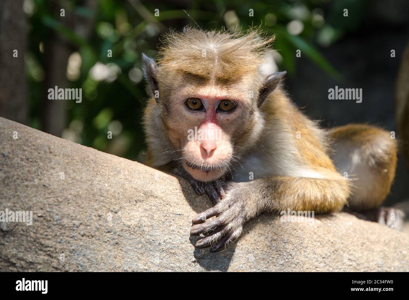Affe auge -Fotos und -Bildmaterial in hoher Auflösung – Alamy