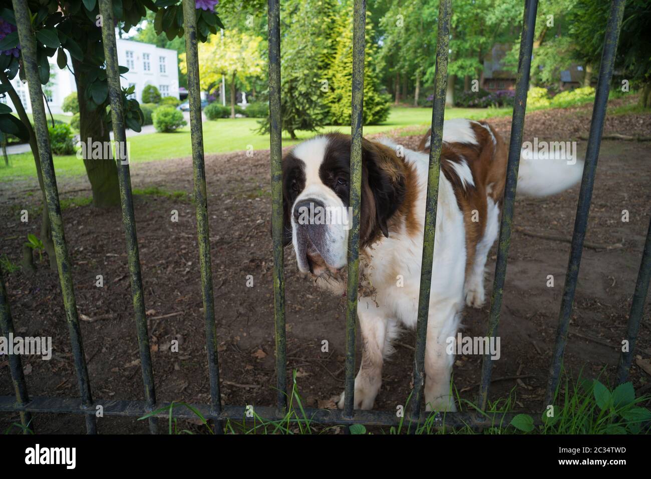 st. bernhard-hund als Wachhund. Der St. Bernard ist eine Rasse sehr ...