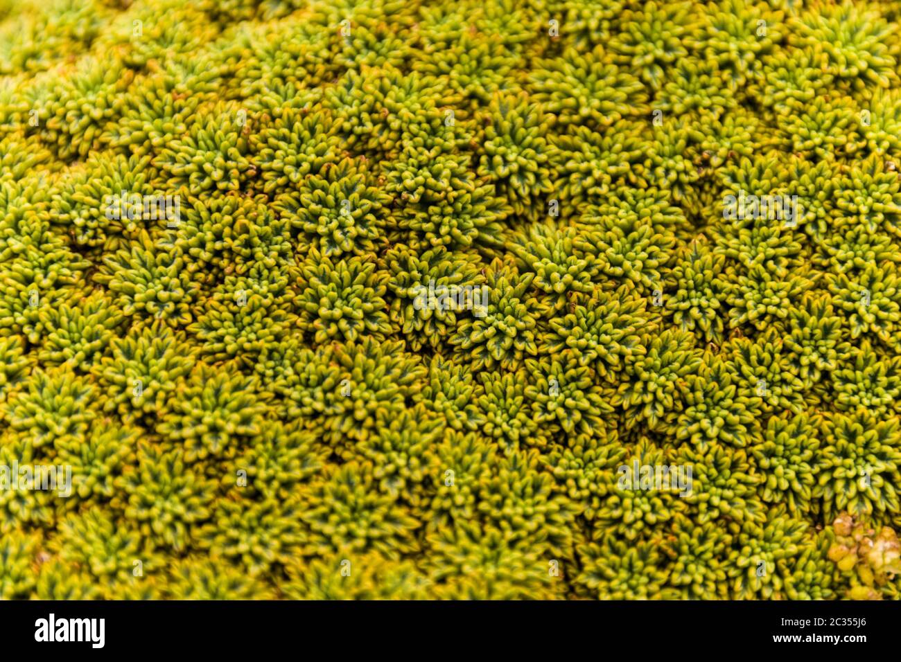 Grüne struktur -Fotos und -Bildmaterial in hoher Auflösung – Alamy