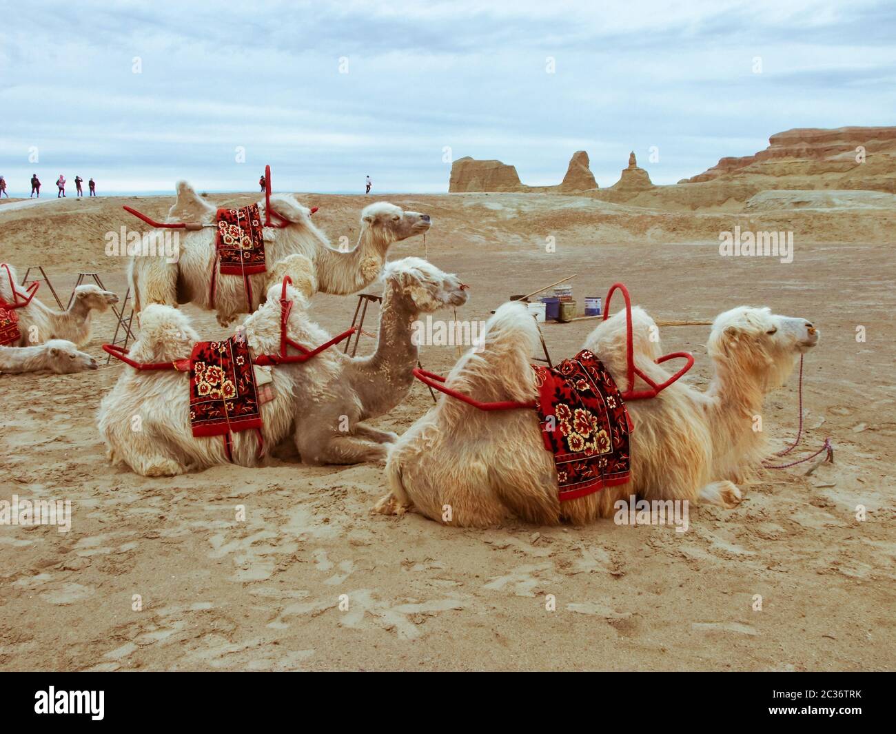 Kamel Reiten Service für Touristen besuchen Devil City, ein arides ...