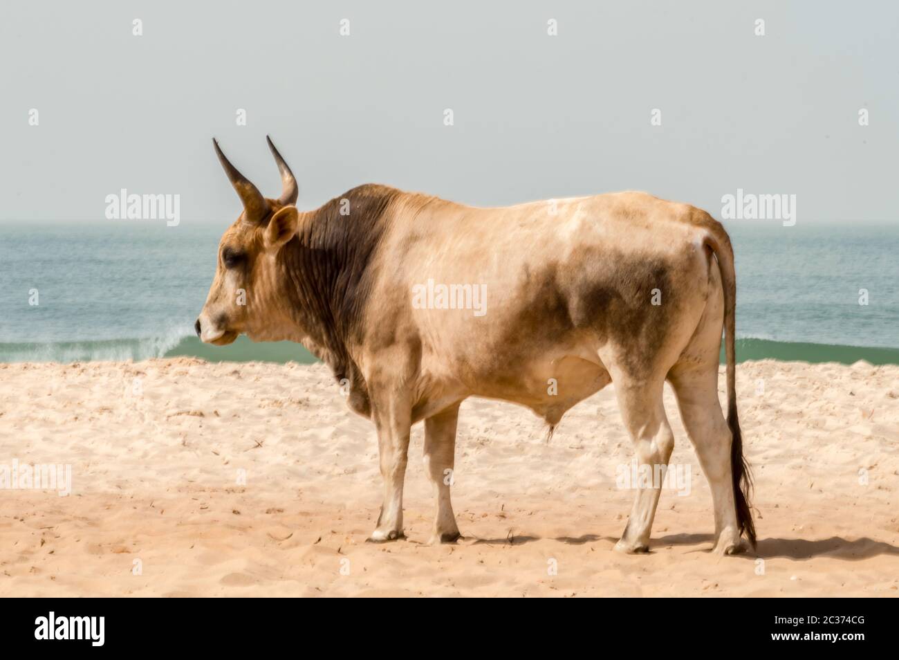 Kuh am strand spazieren -Fotos und -Bildmaterial in hoher Auflösung – Alamy