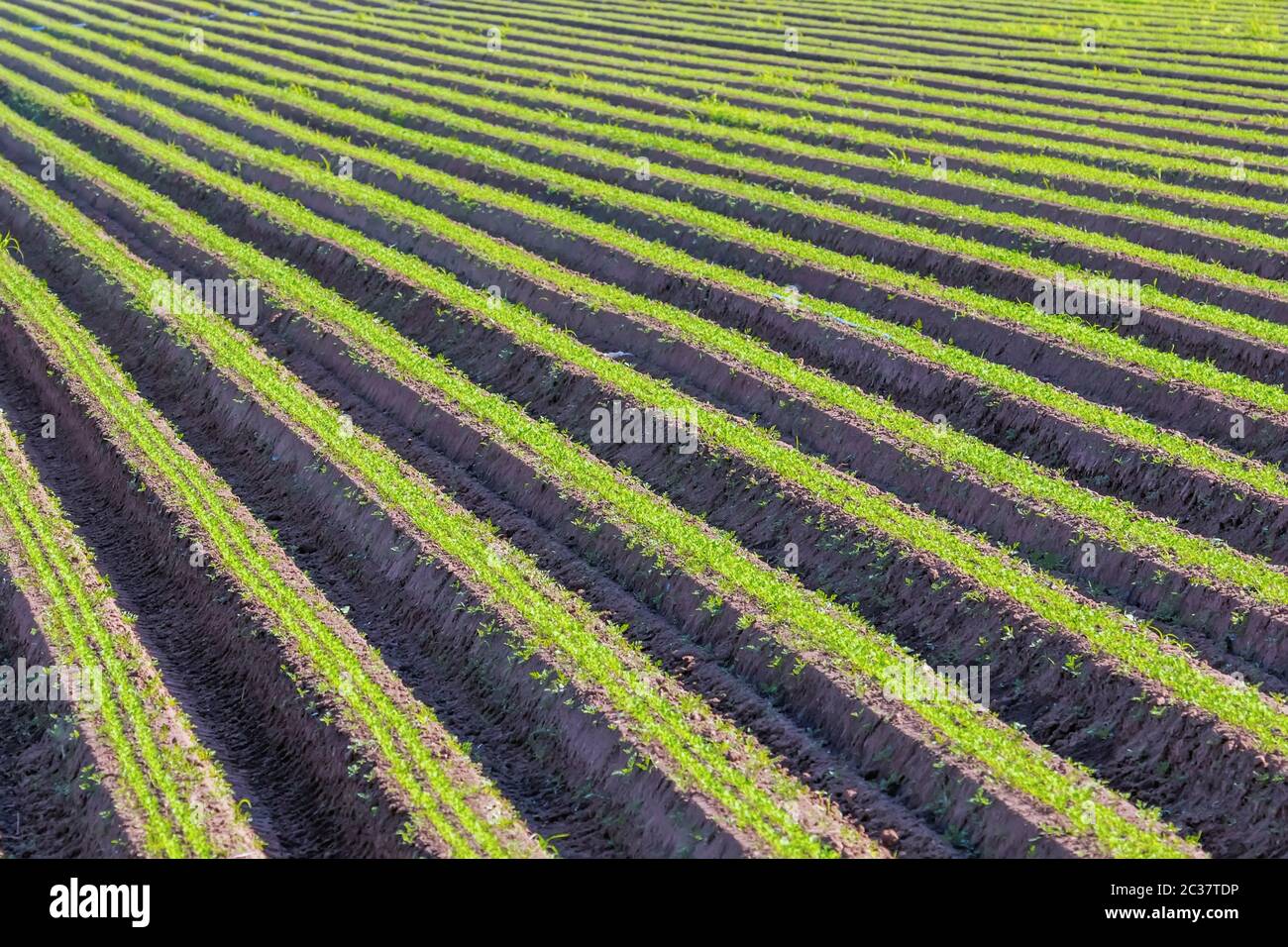 Karottenfeld Grüne Reihen, Karotten wachsen auf dem Feld ...