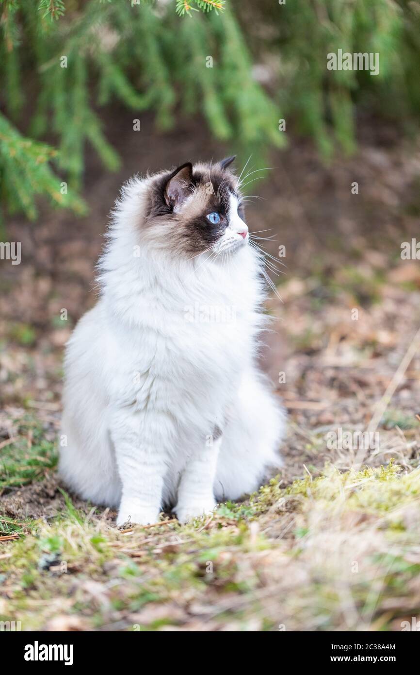 Schöne ragdoll katze -Fotos und -Bildmaterial in hoher Auflösung – Alamy
