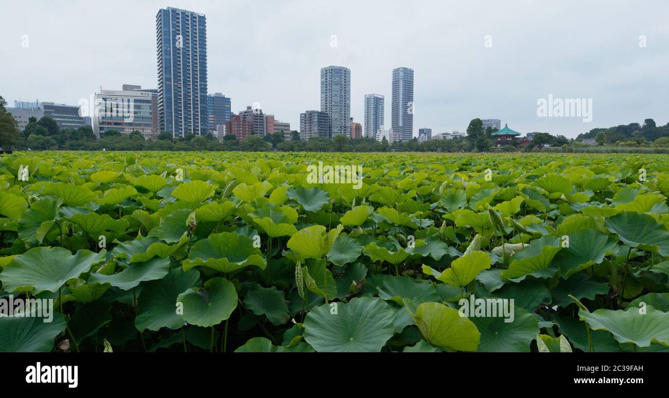 Shinobazu lake ueno park -Fotos und -Bildmaterial in hoher Auflösung ...