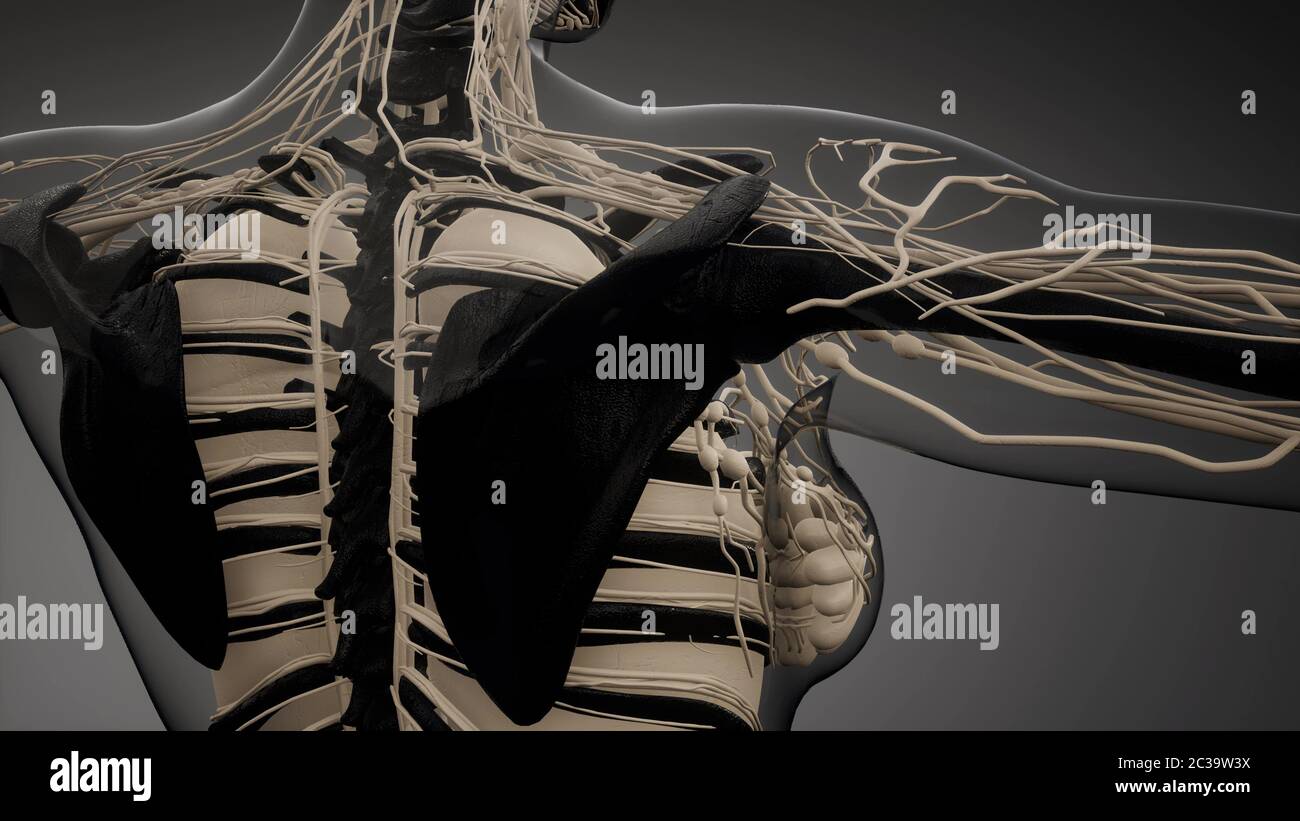 Menschlichen hals knochen und muskeln -Fotos und -Bildmaterial in hoher ...