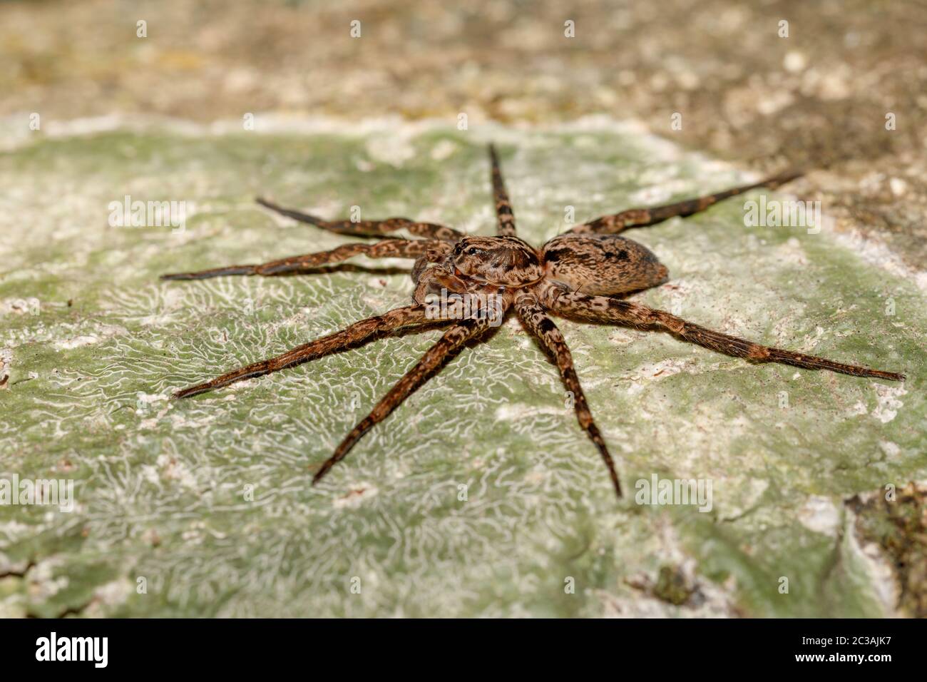 Familie sparassidae -Fotos und -Bildmaterial in hoher Auflösung – Alamy