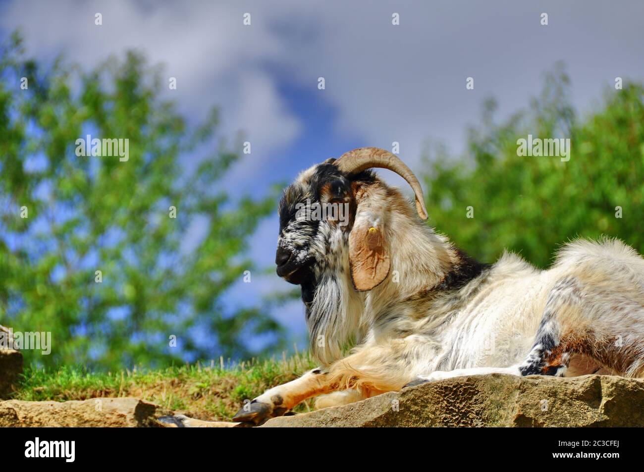 Goat species -Fotos und -Bildmaterial in hoher Auflösung – Alamy