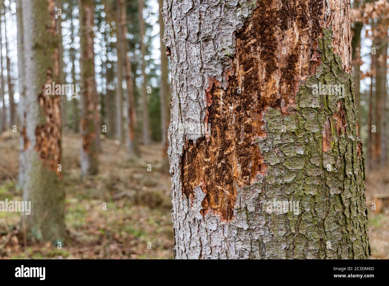 Fichten walder -Fotos und -Bildmaterial in hoher Auflösung – Alamy