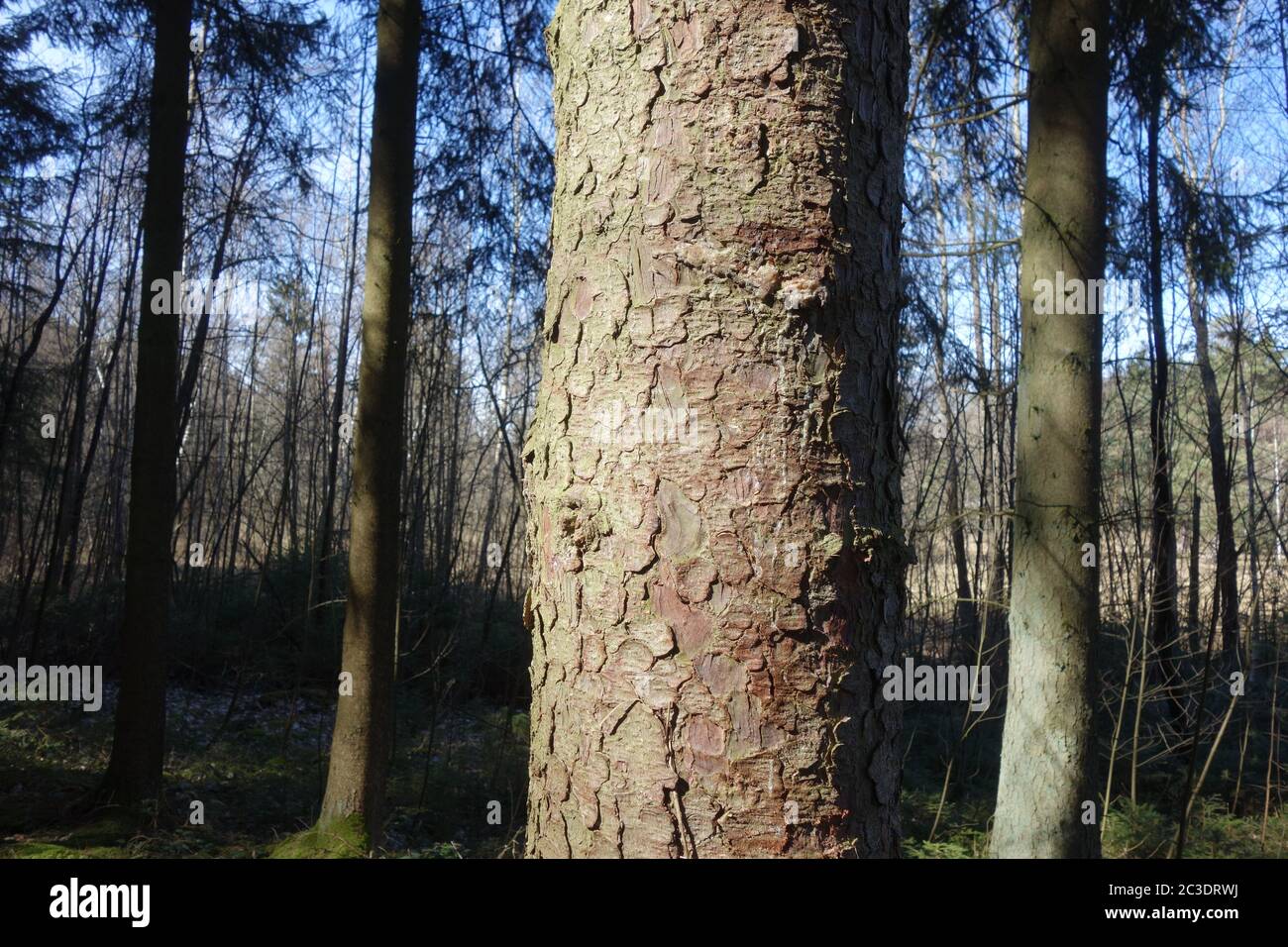 Fichten picea abies -Fotos und -Bildmaterial in hoher Auflösung – Alamy