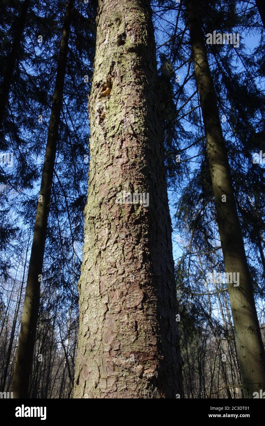 Norwegen fichte picea abies kegel -Fotos und -Bildmaterial in hoher ...