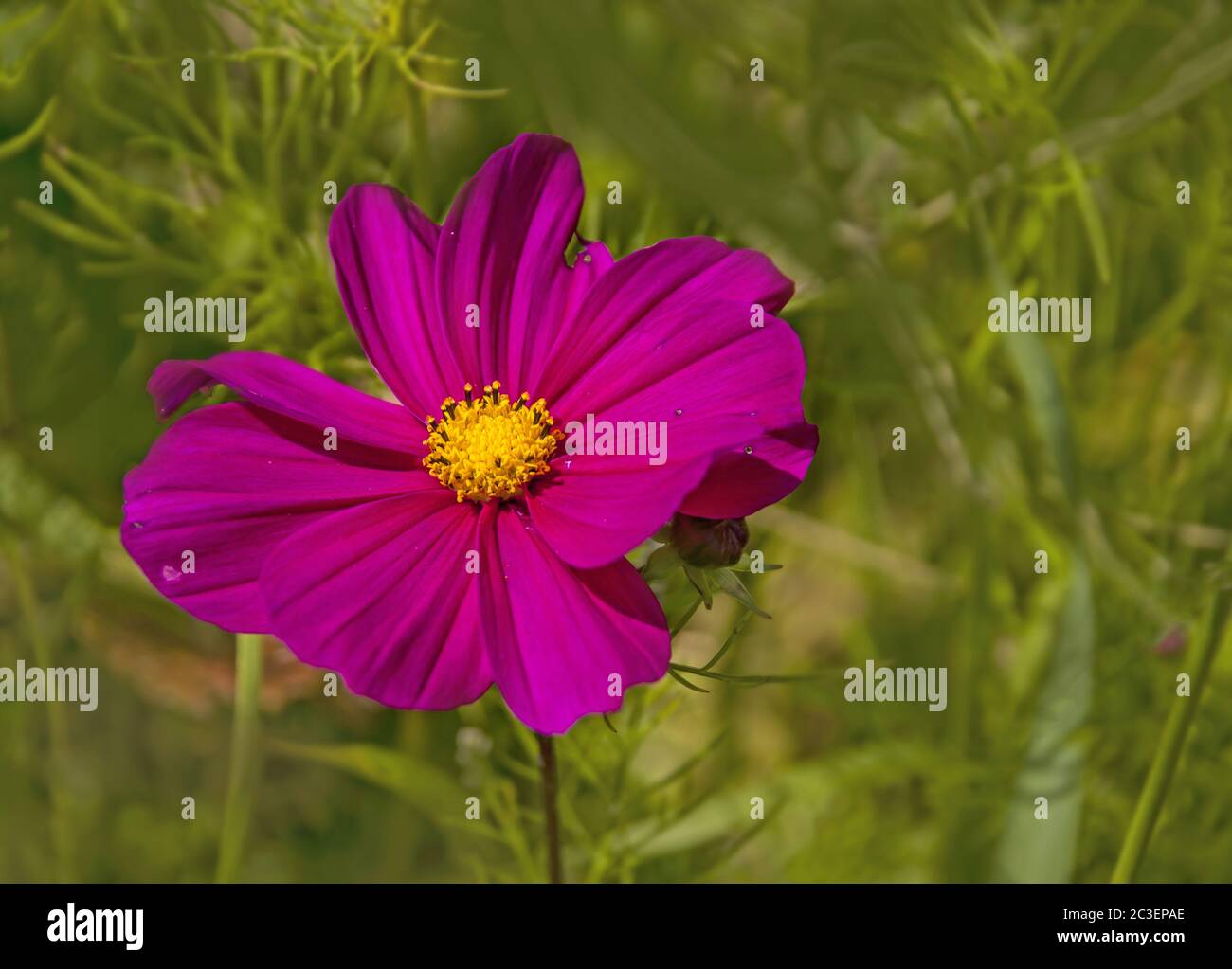 Bipinnatus kosmos -Fotos und -Bildmaterial in hoher Auflösung – Alamy