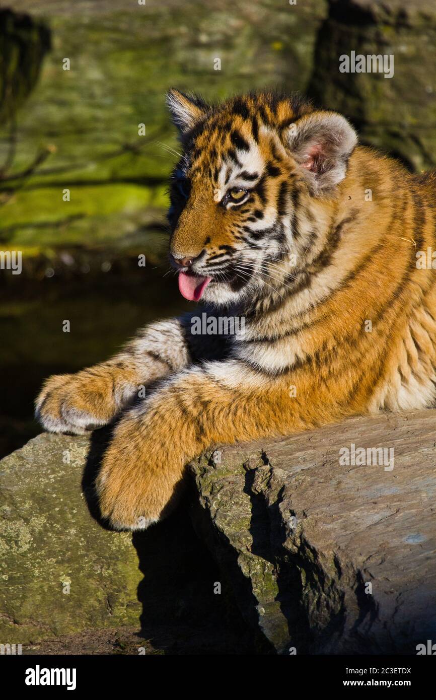 Altaic tiger -Fotos und -Bildmaterial in hoher Auflösung – Alamy