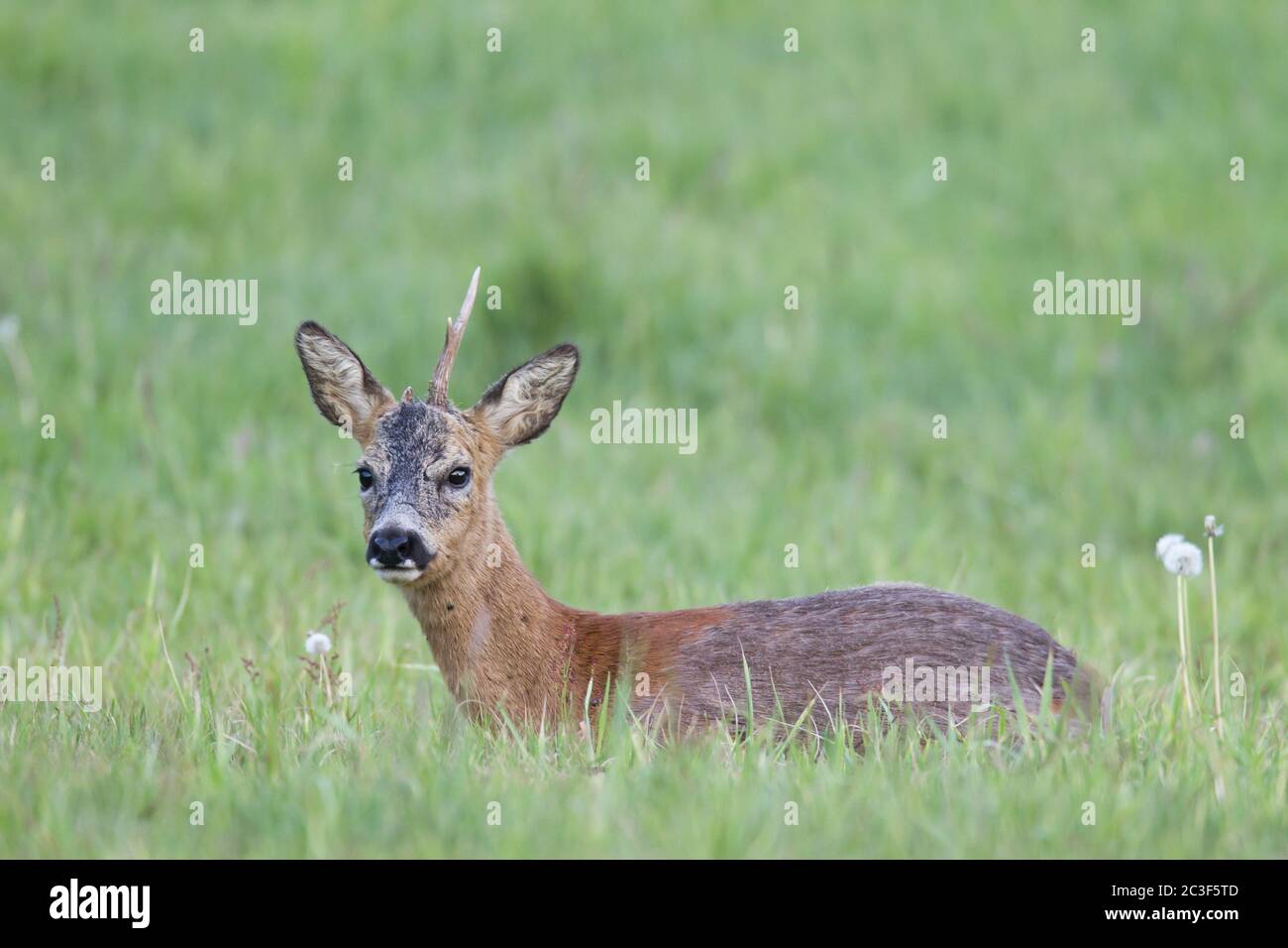 Alter Roe Hirschbock im Wechsel des Mantels ruht auf einer Wiese ...