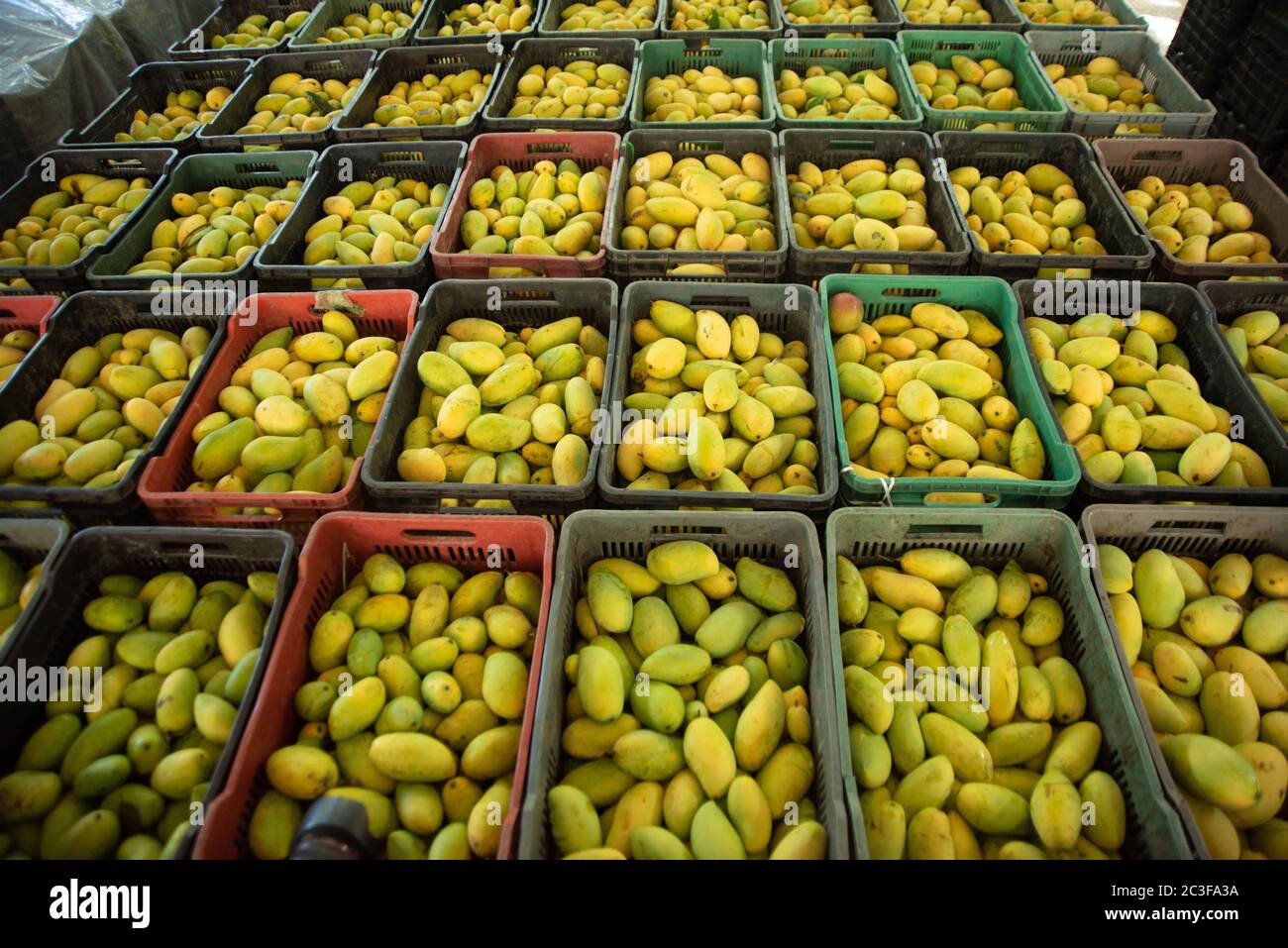 Adolfo mango -Fotos und -Bildmaterial in hoher Auflösung – Alamy