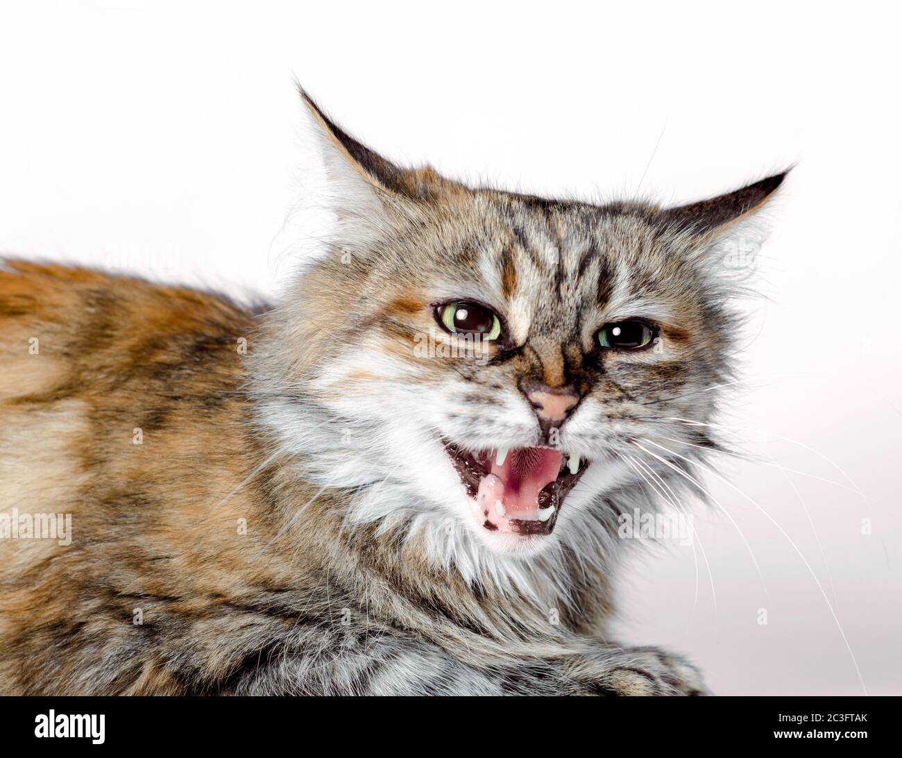 Mund offene katze -Fotos und -Bildmaterial in hoher Auflösung – Alamy