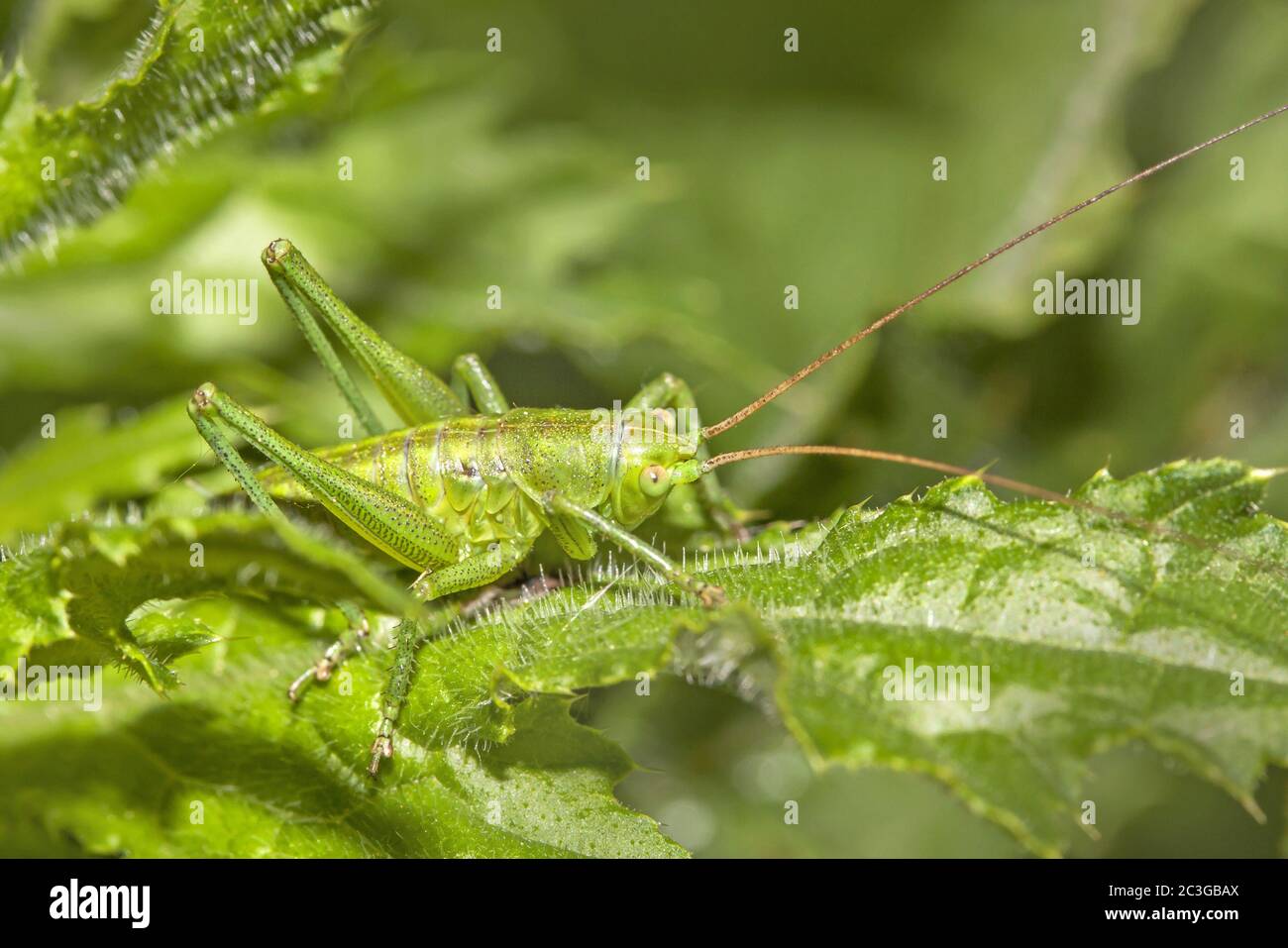 Heuschrecken nymphe -Fotos und -Bildmaterial in hoher Auflösung – Alamy
