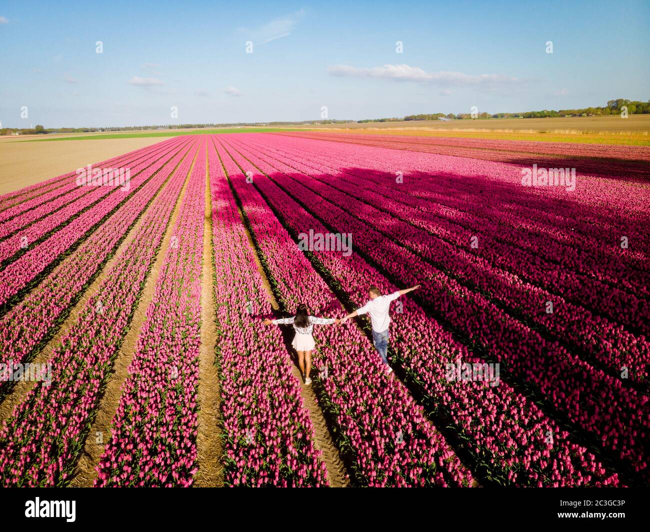 Tulpe Tulpe Blume Stockfotos und -bilder Kaufen - Alamy