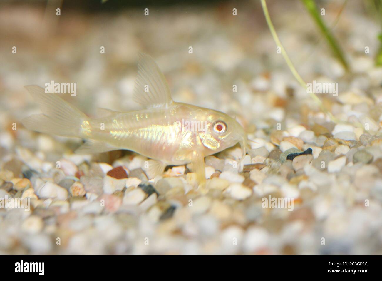Corydoras paleatus -Fotos und -Bildmaterial in hoher Auflösung – Alamy