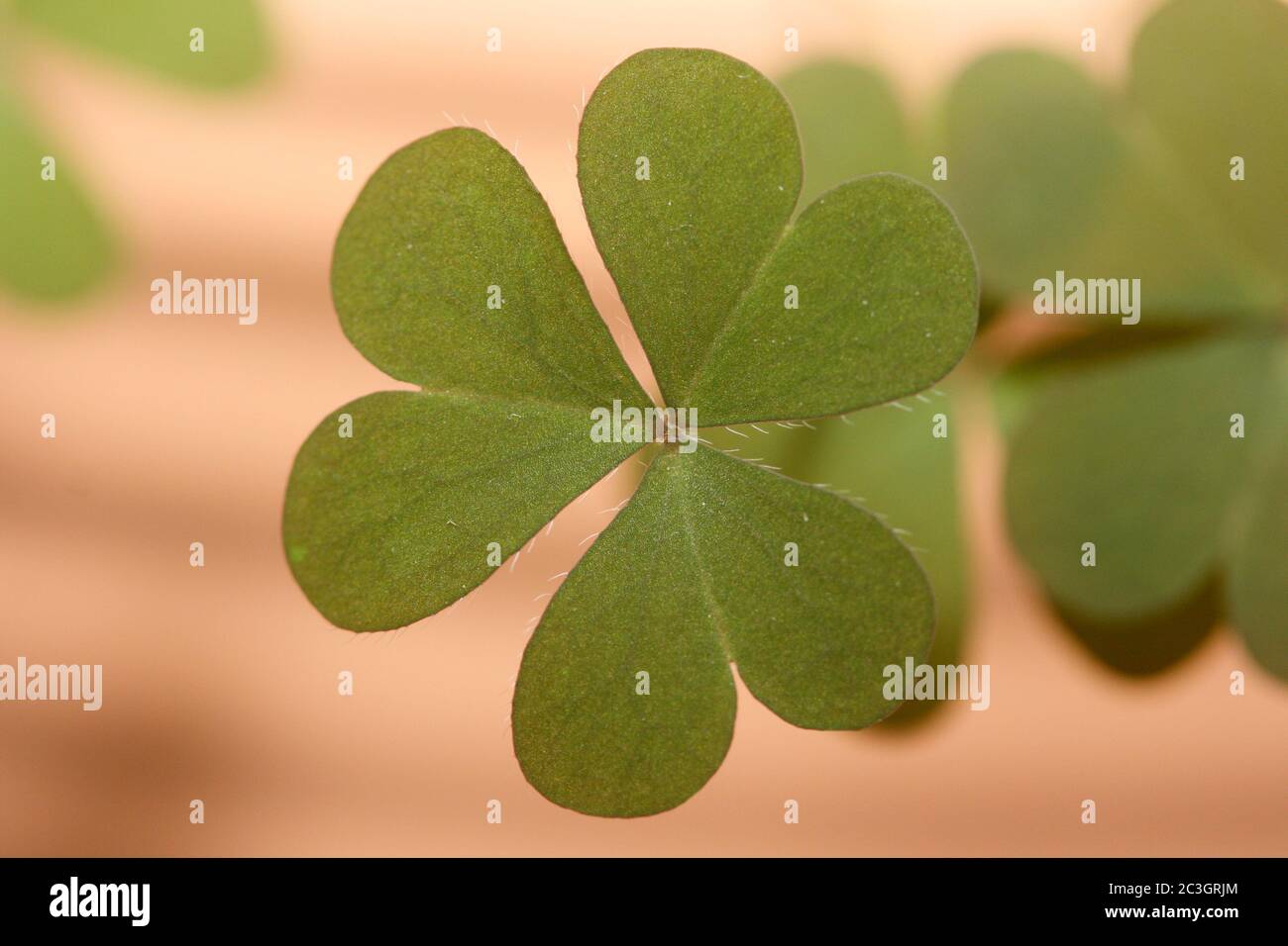 Klee blat -Fotos und -Bildmaterial in hoher Auflösung – Alamy