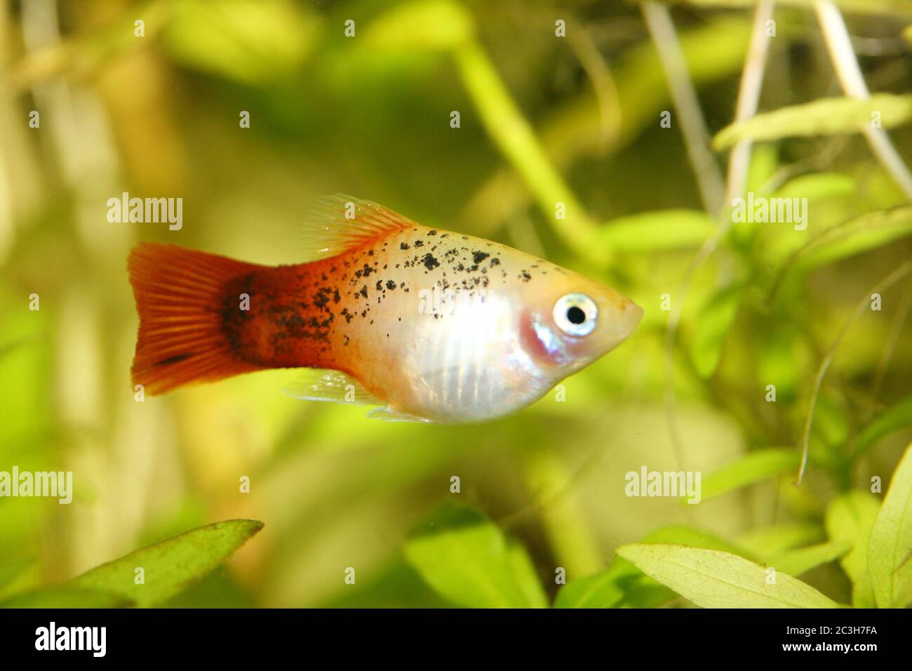 Platy fish -Fotos und -Bildmaterial in hoher Auflösung – Alamy