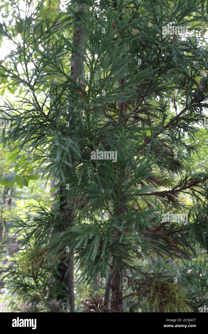 Taiwania cryptomerioides -Fotos und -Bildmaterial in hoher Auflösung ...