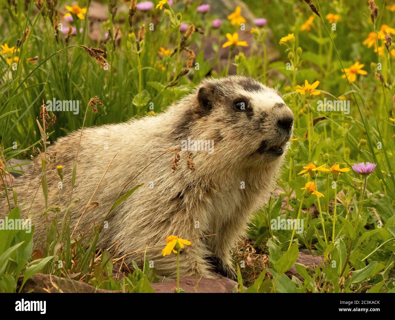 Murmeltier und blumen -Fotos und -Bildmaterial in hoher Auflösung – Alamy