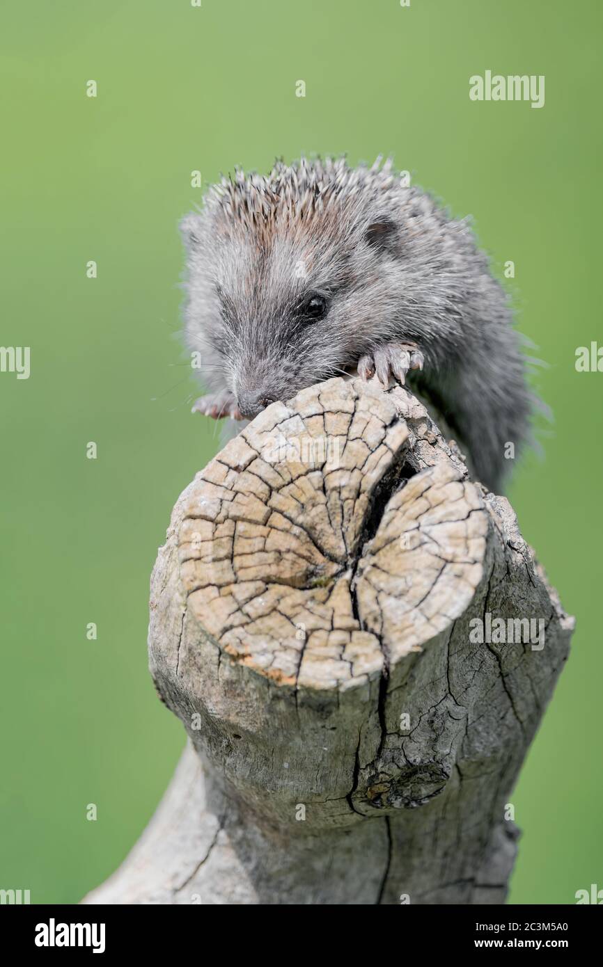 Wilder igel im waldland -Fotos und -Bildmaterial in hoher Auflösung ...