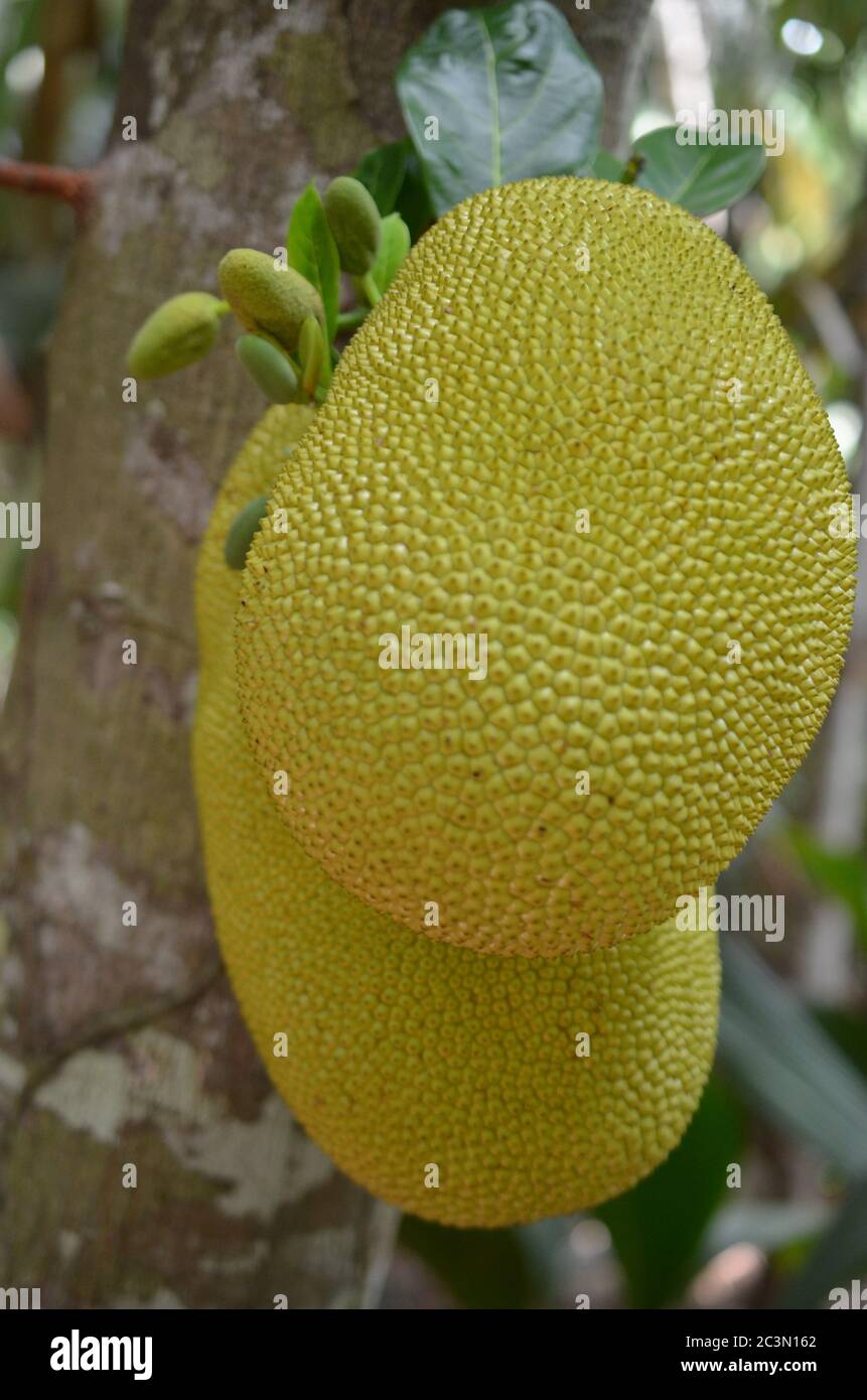Seychelles food -Fotos und -Bildmaterial in hoher Auflösung – Alamy