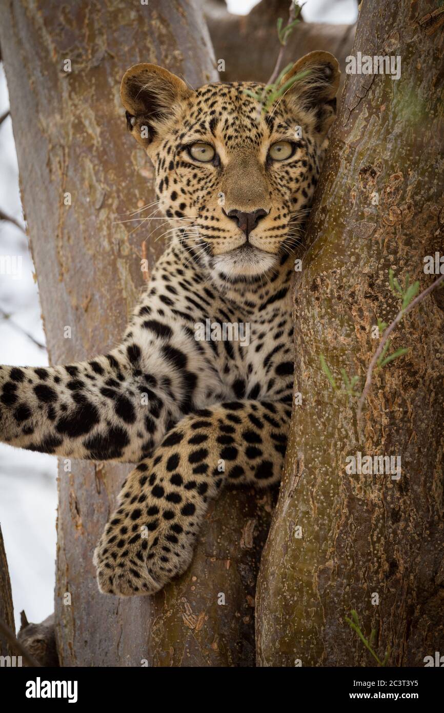 Leopard auf einen baum -Fotos und -Bildmaterial in hoher Auflösung – Alamy