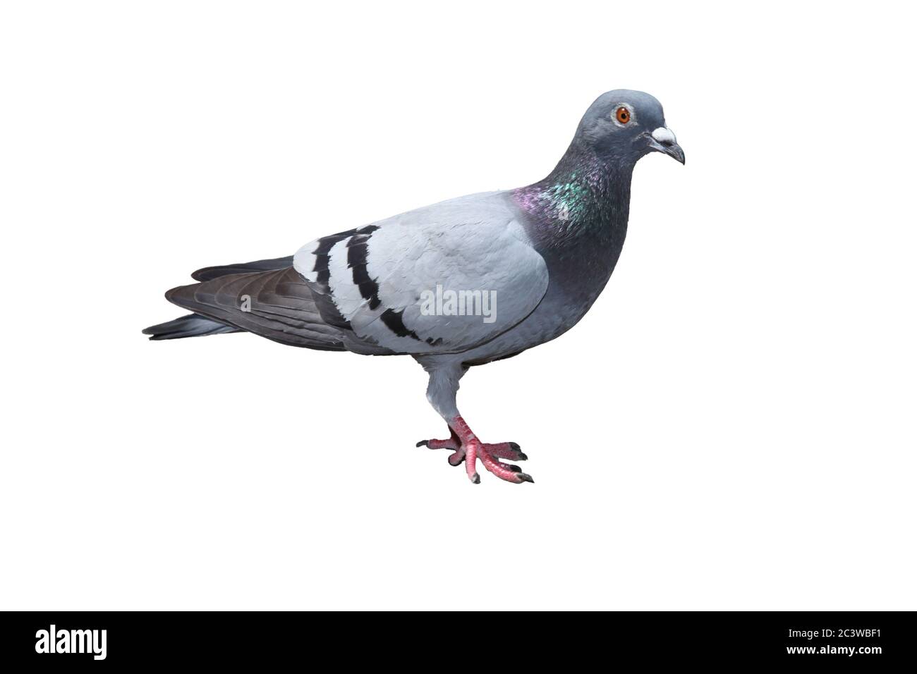 Columba livia -Fotos und -Bildmaterial in hoher Auflösung – Alamy
