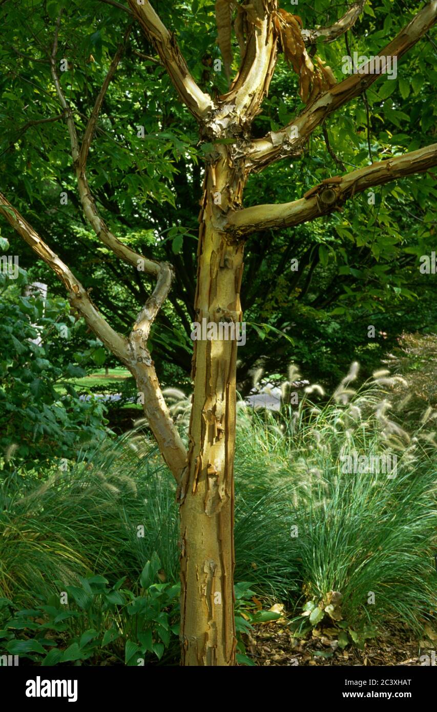 Ahorn rinde -Fotos und -Bildmaterial in hoher Auflösung – Alamy