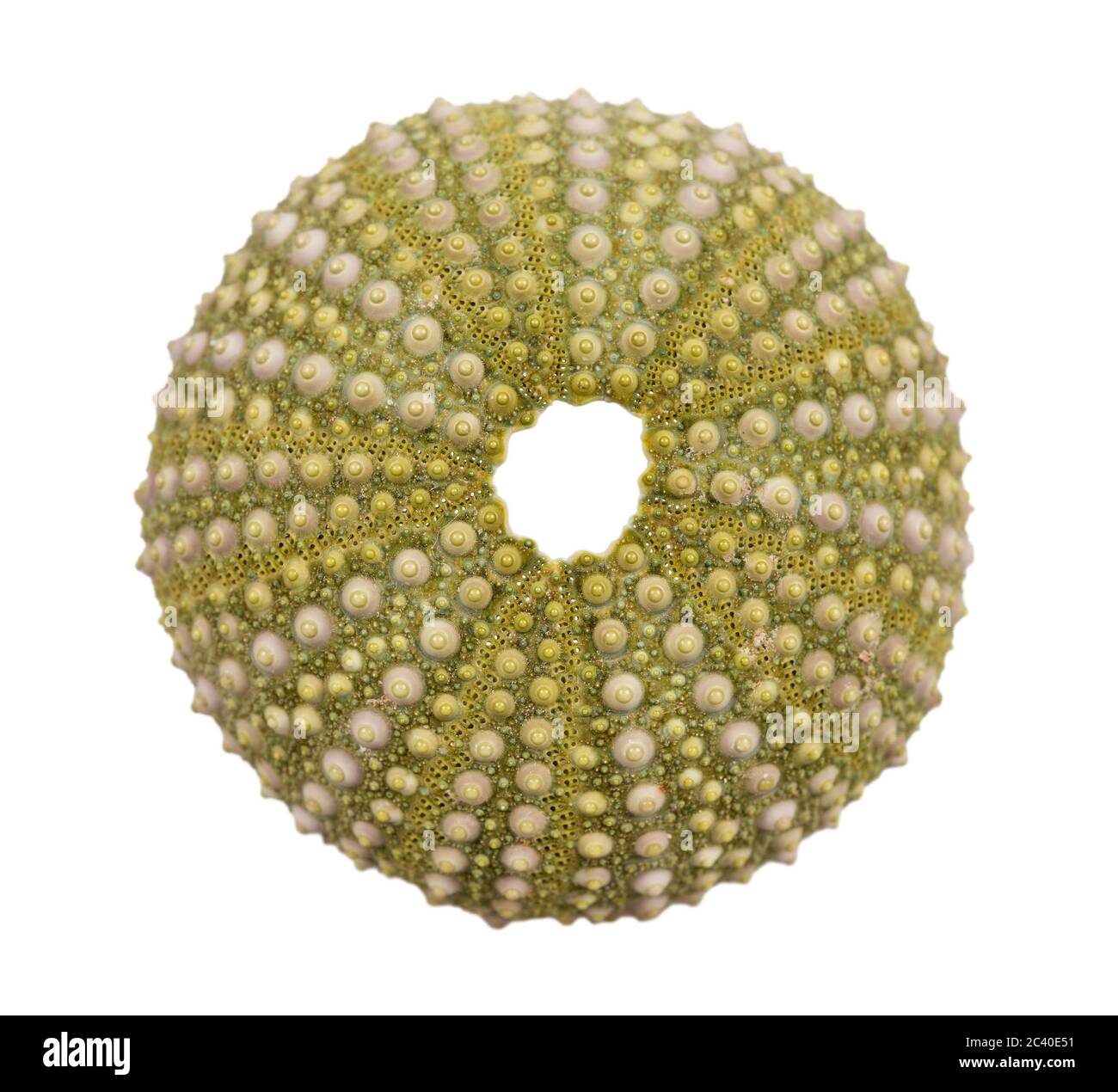 Seeigel struktur -Fotos und -Bildmaterial in hoher Auflösung – Alamy
