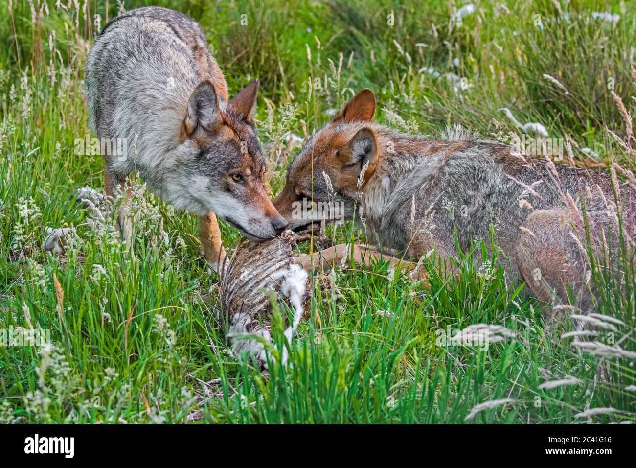 Gray wolf canis lupus eating -Fotos und -Bildmaterial in hoher ...