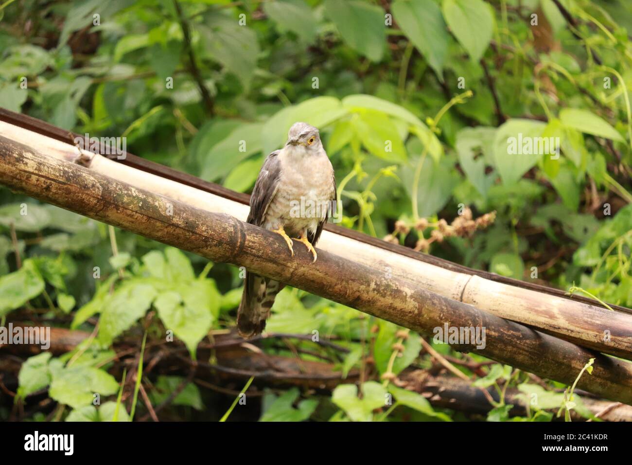 Kuckuck baby uk -Fotos und -Bildmaterial in hoher Auflösung – Alamy