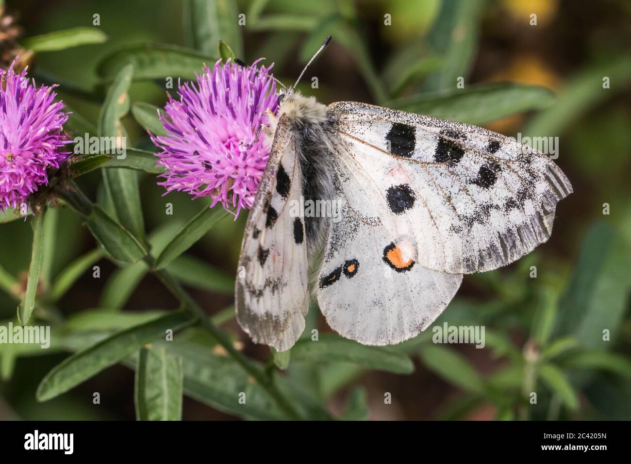 Roter apollo -Fotos und -Bildmaterial in hoher Auflösung – Alamy