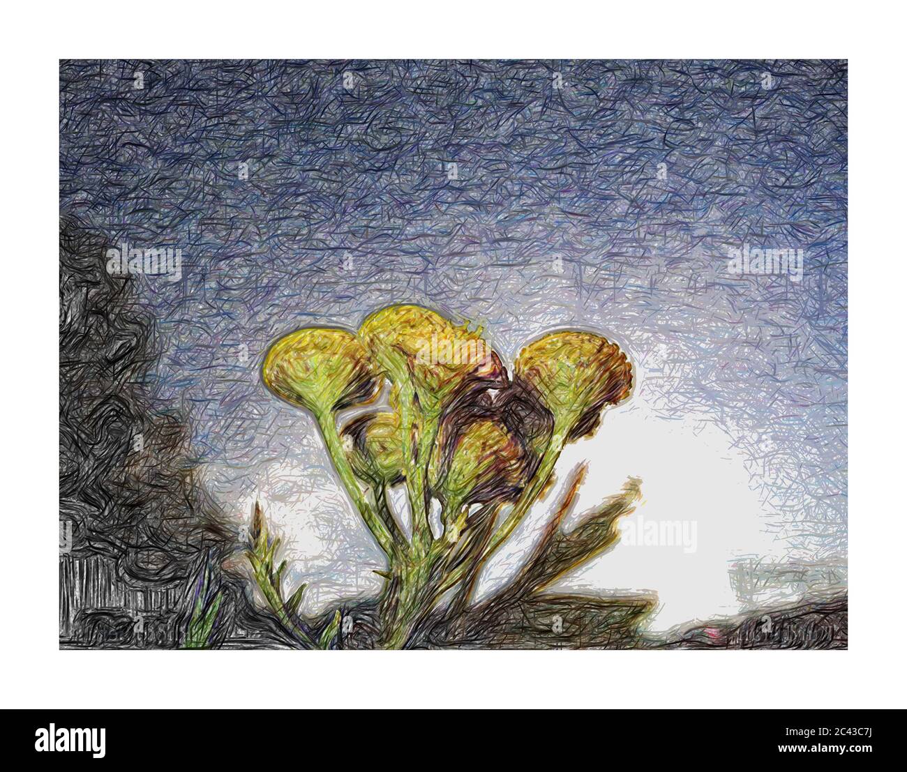 Vintage, Retro, Old, Photo, Century, Botanik, Grafik, Antiquitäten ...