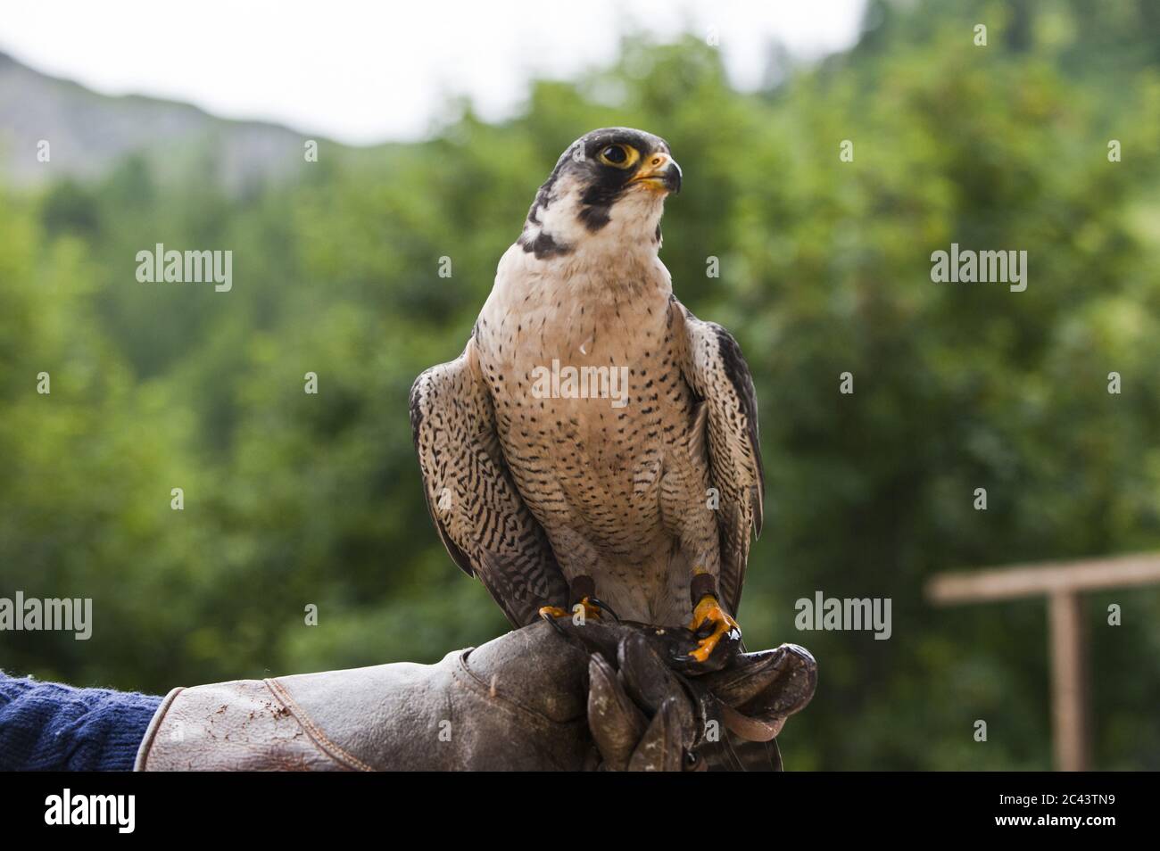 Falke an der hand des falkners -Fotos und -Bildmaterial in hoher ...