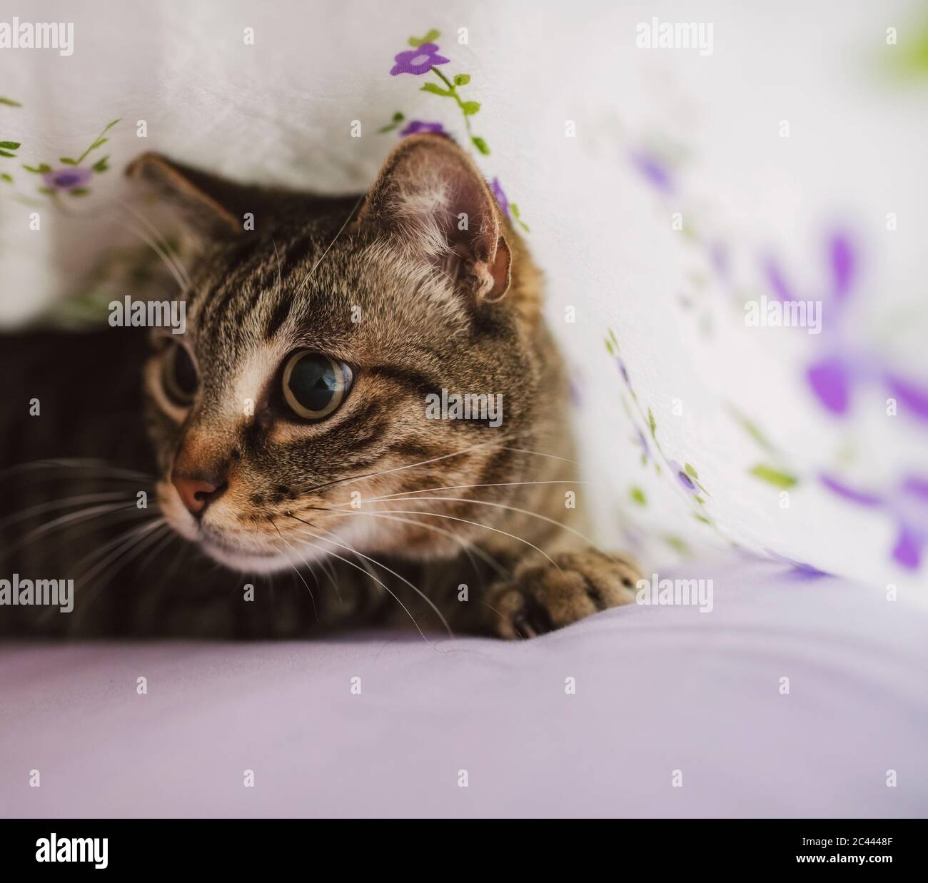 Katze versteckt unter der decke -Fotos und -Bildmaterial in hoher ...