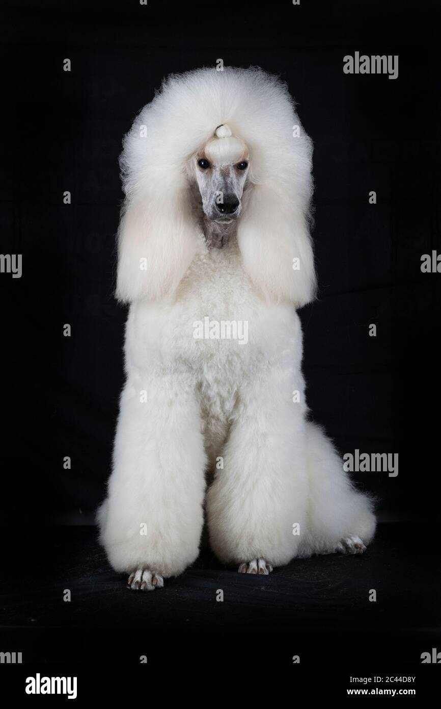 Schwarzer standard pudel -Fotos und -Bildmaterial in hoher Auflösung ...