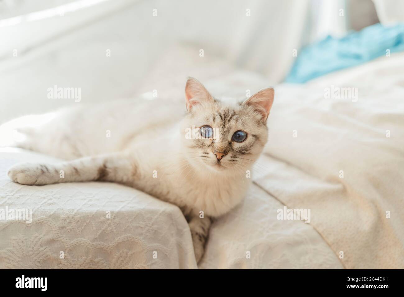 Katze liegend von der seite -Fotos und -Bildmaterial in hoher Auflösung ...