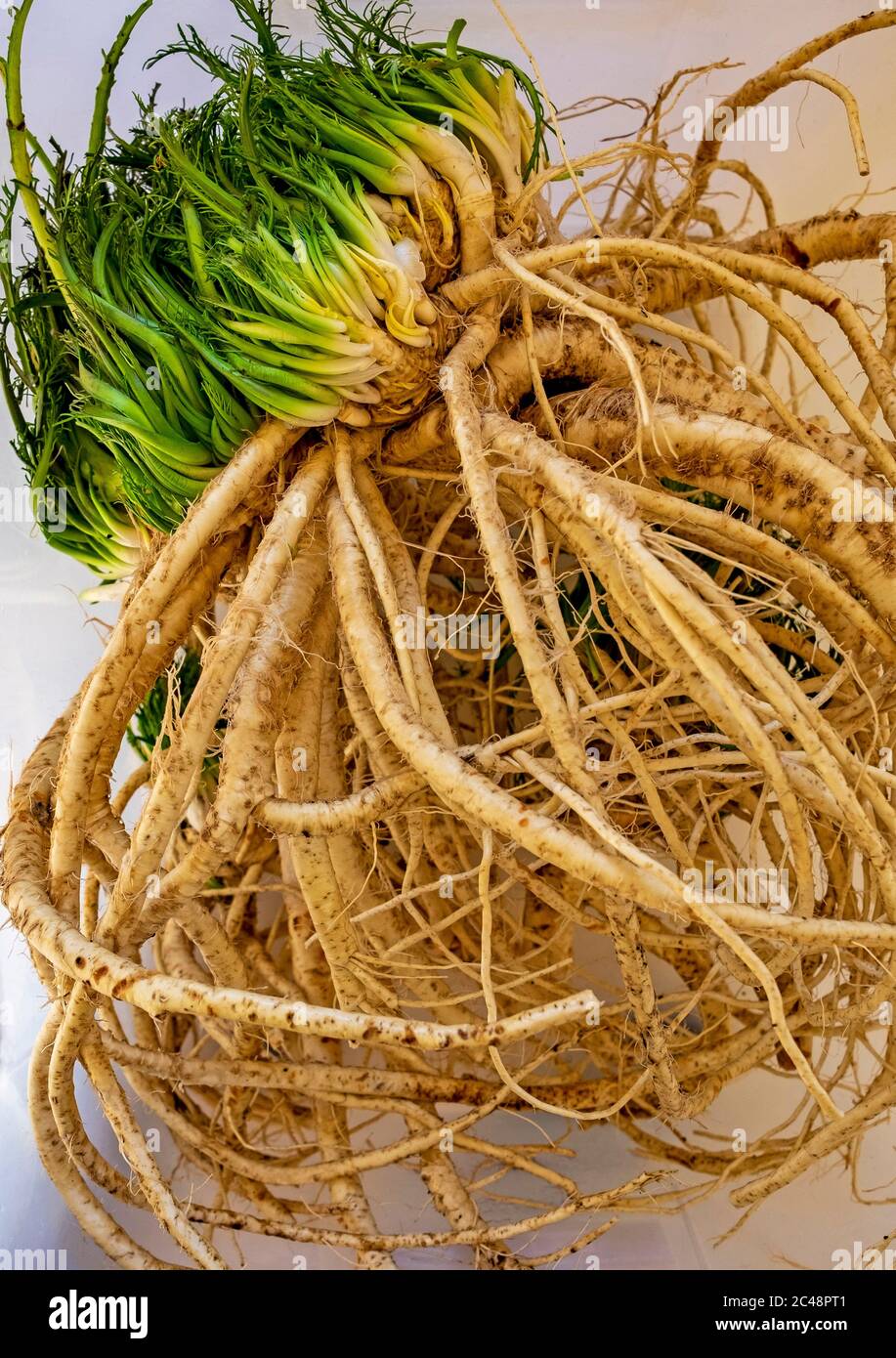 Meerrettich ernte -Fotos und -Bildmaterial in hoher Auflösung – Alamy