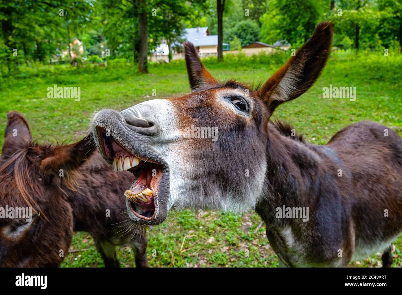 Lachender Esel Stockfotos und -bilder Kaufen - Alamy